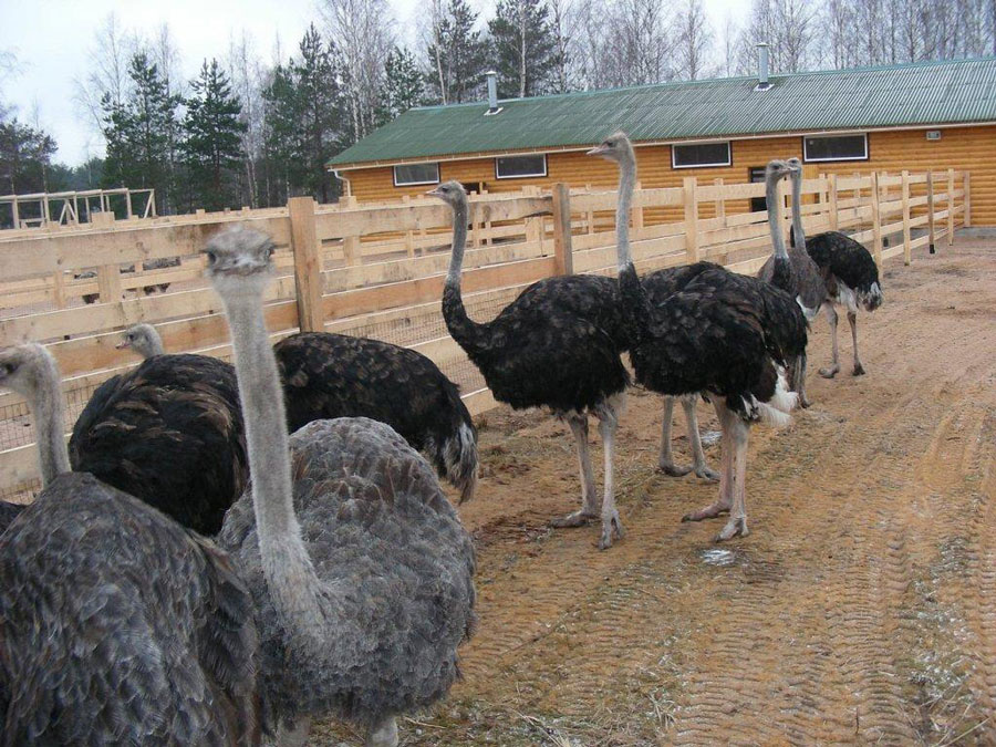 Ostrich Housing - Multan Farms
